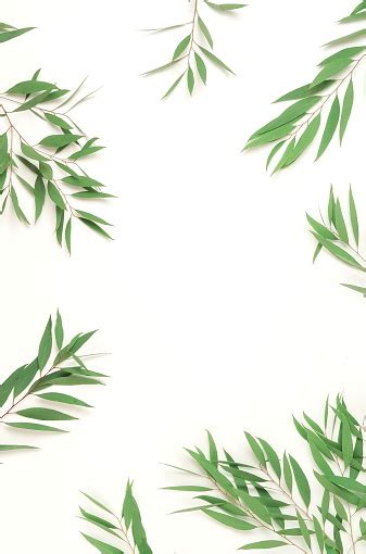 녹색 유칼립투스는 흰색 배경에 격리 된 프레임을 떠난다 플랫 레이 상단 보기 포스터 0명에 대한 스톡 사진 및 기타 이미지 0명 개념 개념과 주제 Istock