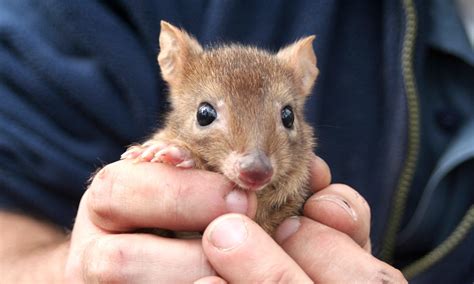 10 Facts About Woylies Wwf Australia 10 Facts About Woylies Aka The