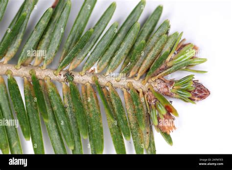A Shoot A Fir Branch With Aphid Cinara And Pine Spider Mite