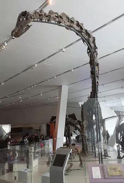 Barosaurus A Giant Herbivore That Roamed North America