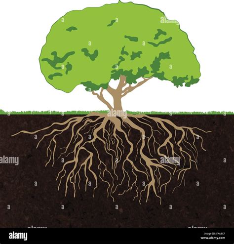 Tree Roots Sketch Stock Vector Image Art Alamy