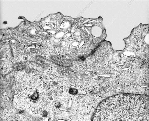 Intercellular Junction In Urinary Bladder Epithelium Tem Stock Image