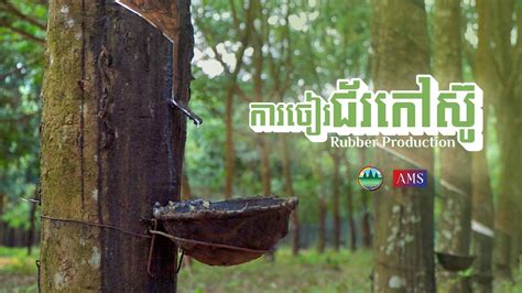 ចំការកៅស៊ូ ក្នុងឃុំកែវផុស ស្រុកស្ទឹងហាវ ខេត្តព្រះសីហនុ Youtube