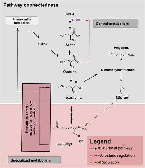 Simplified Aliphatic Glucosinolate Pathway Connectedness To Other Download Scientific Diagram
