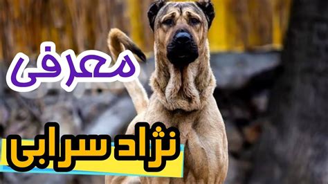 معرفی سگ سرابی بیوگرافی سگ سرابی Sarabi Youtube