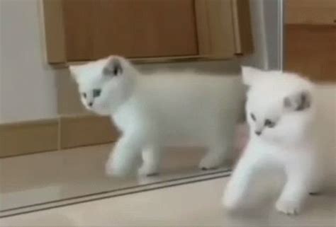 White Kitten Cat Gif Whitekitten White Kitten
