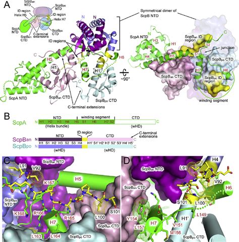 Structure Of The Scpab Core Complex A Overall Structure Of The Scpab