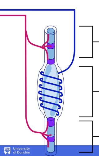 N19 Trigeminal Proprioception Flashcards Quizlet