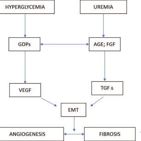 Factors Affecting Peritoneal Membrane Degradation Abbreviations Download Scientific Diagram