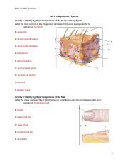 Lab Integumentary System Assignment Docx BIOL K Lab Online Lab Integumentary System