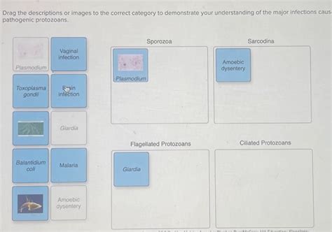 Solved Drag The Descriptions Or Images To The Correct Chegg