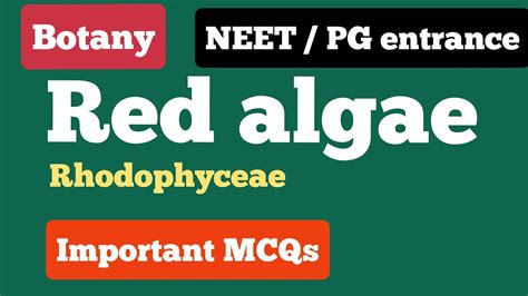 Red Algae Rhodophyceae Important Mcqs Neet Biology Ncert