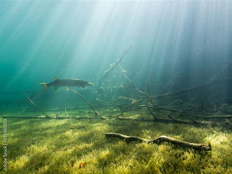 Northern Pike In Underwater Scenery With Sunrays And Sunken Trees Stock