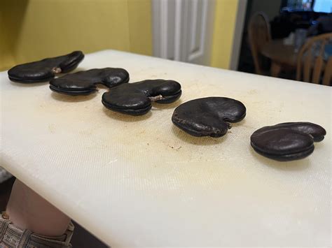 Large Flat Bean Shaped Seed Pod That Rattles Found Under Some Trees