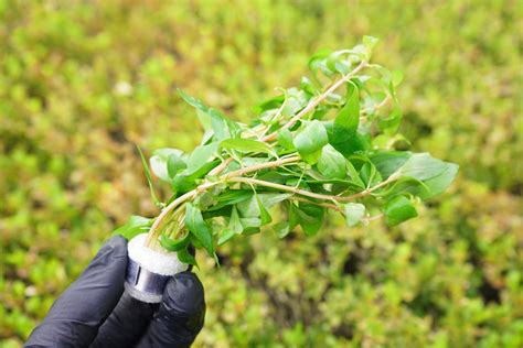 Ammania Gracilis Bundle — Greenproaquatic Ammania Gracilis Bundle — Greenproaquatic