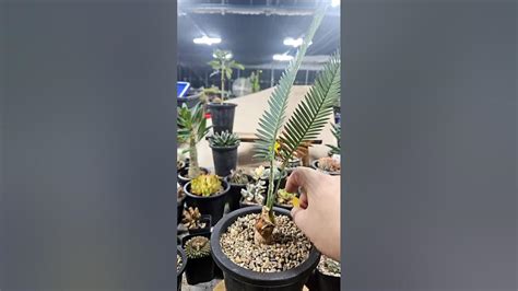 천년다육 생쇼 다육식물 하월시아 아프리카식물 다육이 선인장 코노 코노피튬 엑스플랜트 다육라방 Youtube