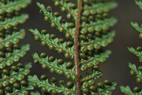 Dicksonia Sciurus Ferns And Lycophytes Of The World