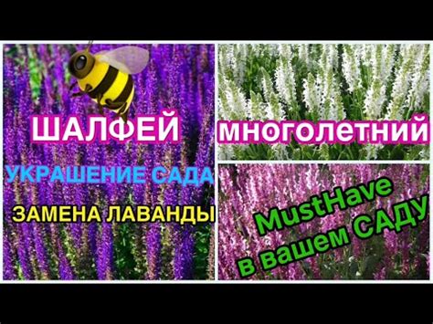🐝ШАЛФЕЙ дубравный МНОГОЛЕТНИЙ 🍭МАСТХЭВ для САДА⭐️замена ЛАВАНДЫ👍 - YouTube
