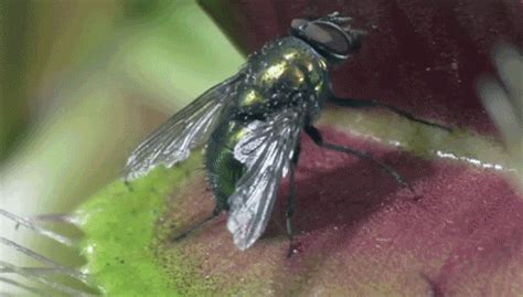 voting and voter fraud page 288 xnxx adult forum