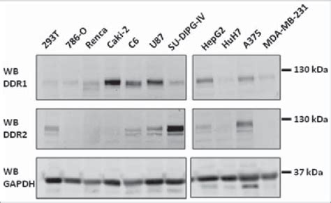 Ddr1 And Ddr2 Expressions In Different Cell Lines Cells Cultured On