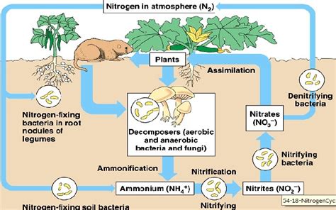 Science Definition And Process Ammonification