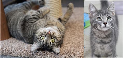 Everything About Pooling Layers And Different Types Of Pooling Everything About Pooling Layers And Different Types Of Pooling