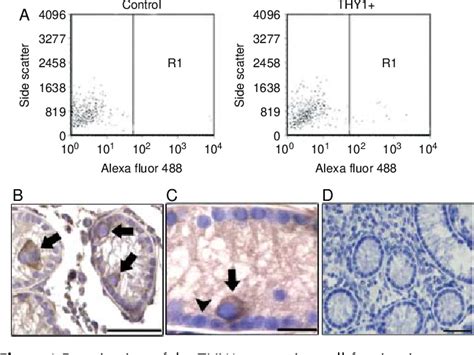 Thy1 Gene Semantic Scholar