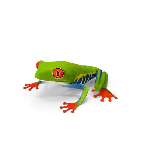 Tree Frog PNG Images PSDs For Download PixelSquid