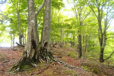 麗しき国境の森 ちょっと山ぼけ