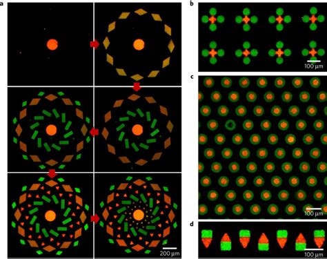 Advanced Assembly Techniques A Sequential Assembly For Biocompatible