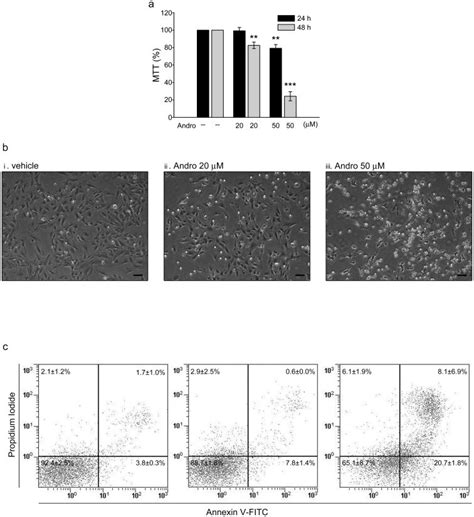 A Cells Were Treated With Andrographolide At Indicated Concentrations Download Scientific