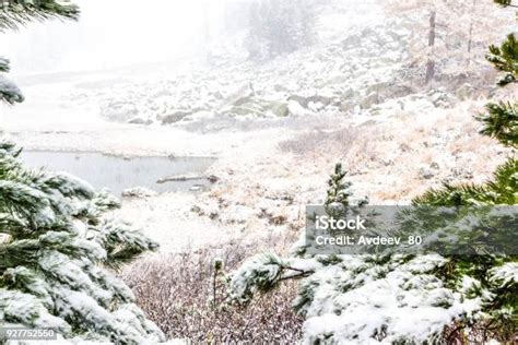 침 엽 수 숲에 눈 눈 아래 나무입니다 겨울 날씨 강 설입니다 0명에 대한 스톡 사진 및 기타 이미지 0명 12월 가리기 Istock