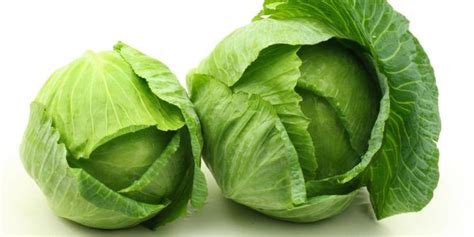 Cara Menyemai Biji Kubis UtakAtikOtak Com