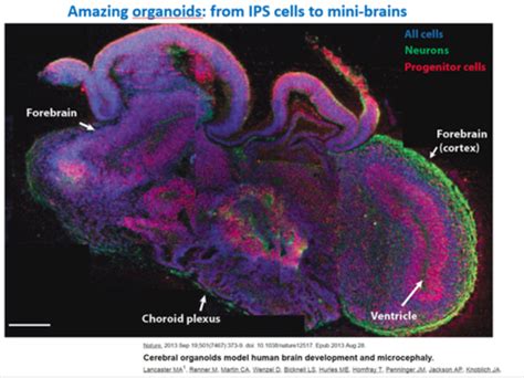 Stem Cell Assays 3 Flashcards Quizlet
