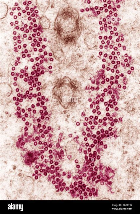 Microtubules Hi Res Stock Photography And Images Alamy