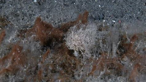 Hairy Frogfish Bilder Durchsuchen 391 Archivfotos Vektorgrafiken