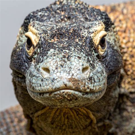 Komodo Dragon A Prehistoric Predators Gaze Stock Illustration