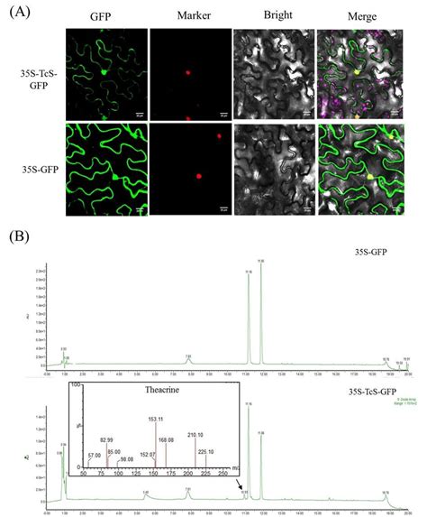 Subcellular Localization And In Vivo Functional Identification Of Tcs Download Scientific
