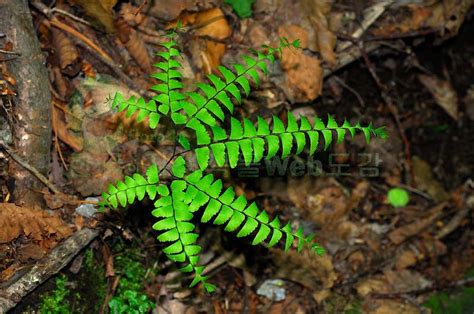 이름순 계절별 꽃색으로 찾기 공작고사리