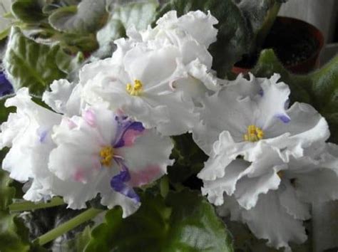 Кои стайни растения живеят във вашия дом