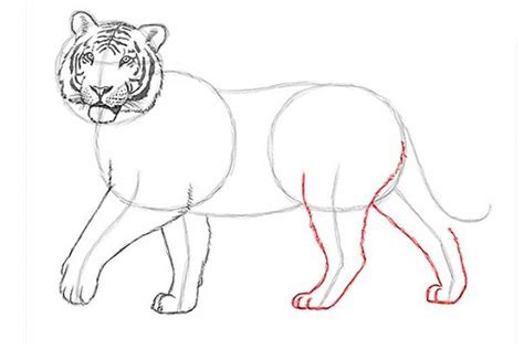 How To Draw A Tiger Body