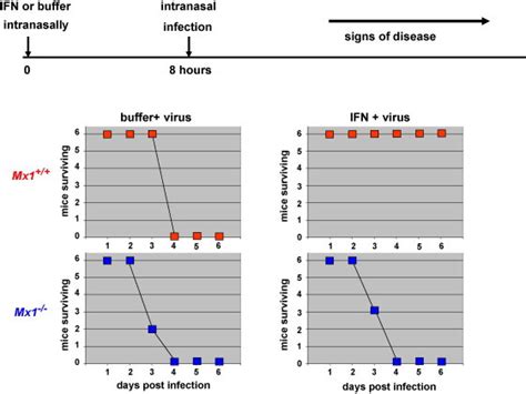 Interferon Mx And Viral Countermeasures Pmc