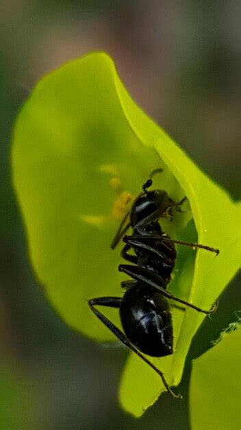 Premium Photo Close Up Of Ant Premium Photo Close Up Of Ant