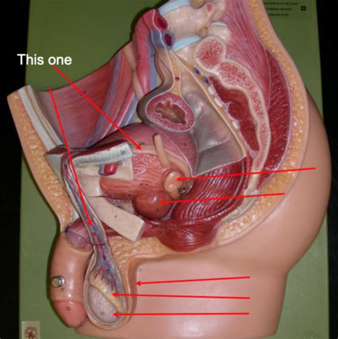 Reproductive System LAB Flashcards Quizlet