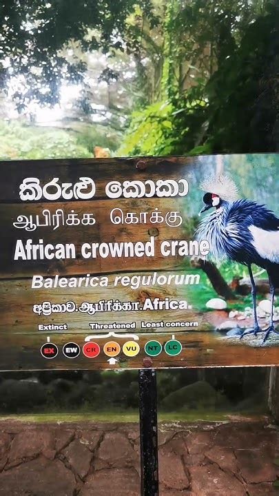 කුරුල්ලන් වර්ග Birds 🐦🦃🦜 Youtube