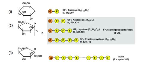 Fos Vs Inulin Everything You Need To Know Wholefort Inc
