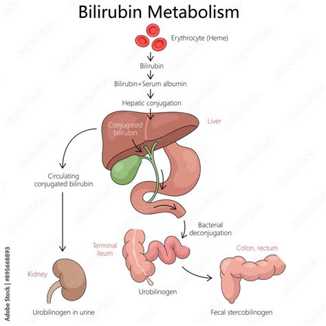 Bilirubin Metabolism Including Erythrocyte Breakdown Hepatic