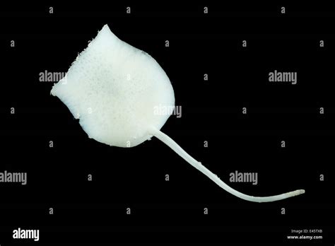 Class Hexactinellida