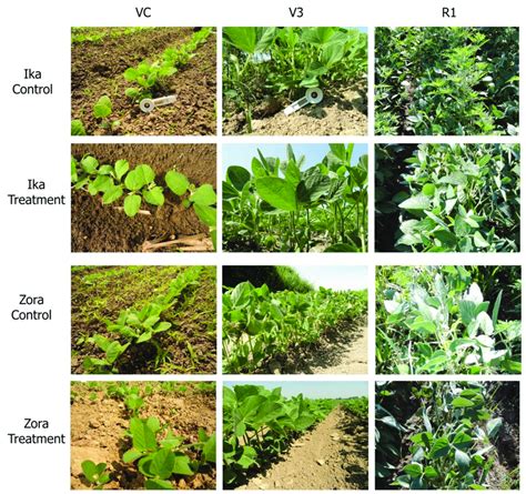 Soybean Cultivars Glycine Max L Merr Zora And Ika Grown In Download Scientific Diagram
