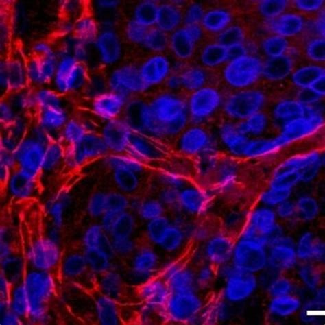 Anna Melidoni Research Associate Phd University Of Cambridge